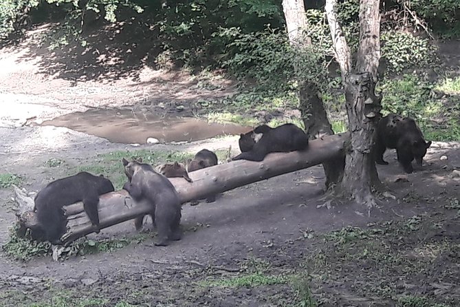Bear Watching in the Wild From Brasov - Planning Your Visit: Best Times for Bear Watching