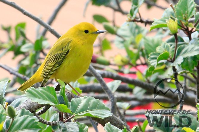 Birdwatching Tour at the Cloud Forest -Monteverde Wild- - Meeting Point and Accessibility