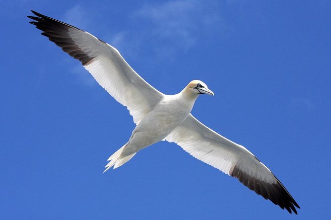 Blasket Island Eco Tour. - About the Blasket Islands