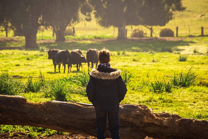 Bull Breeding Farm: Guided Half-Day Tour From Seville - Participant Considerations