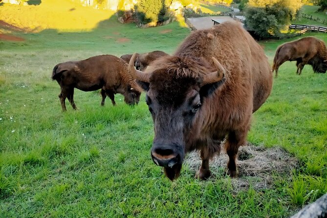 Cabarceno Natural Park Visit - Exploring the Animal Exhibits
