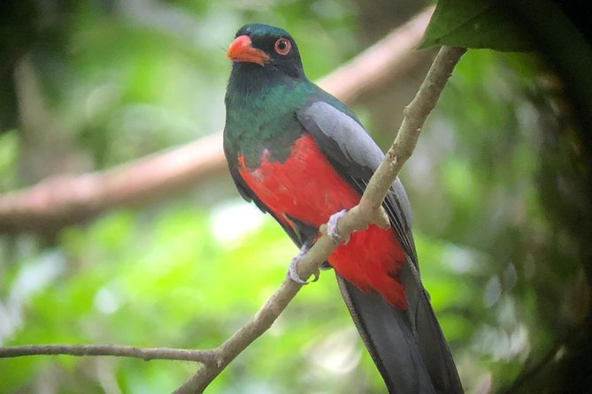 Carara National Park Tour - Tips for a Successful Visit