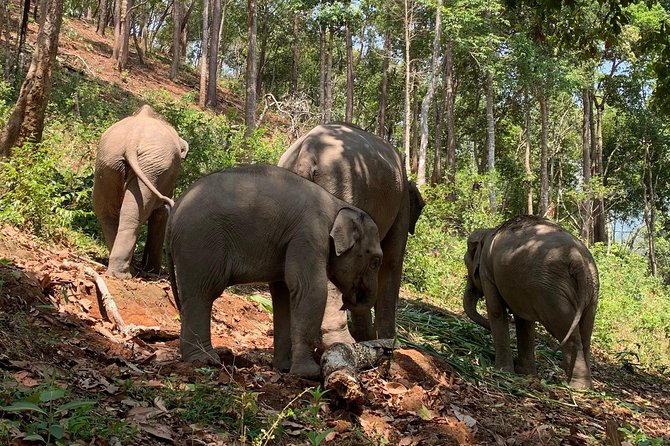 Care Pride Elephants: Full-Day Tour Experience - Practical Tips for Travelers