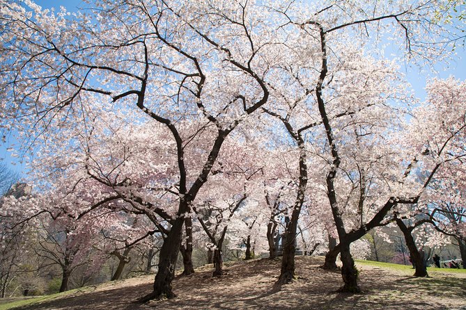 Central Park Photography Tour With Local Photographer - Whats Included in Your Tour