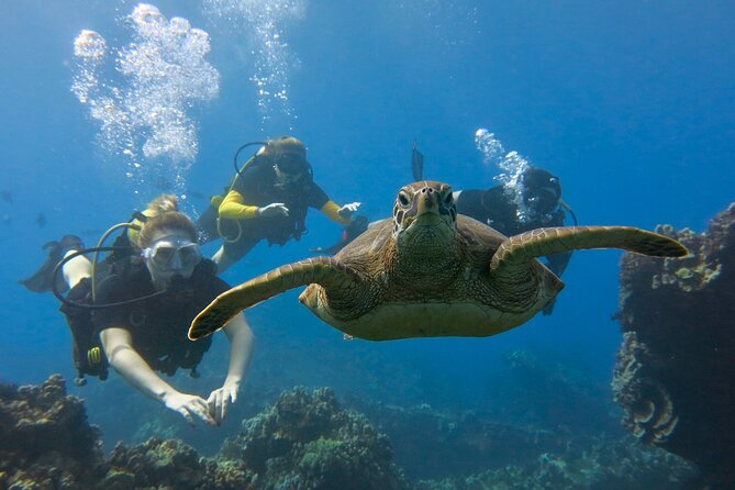 Certified Guided Shore Dive in Lahaina - Customer Reviews and Recommendations