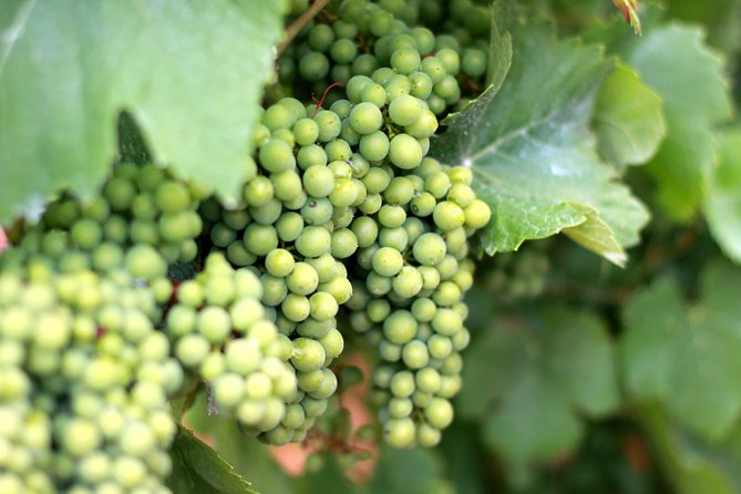 Champagne VIP Day Trip From Paris With Local PRIVATE Wine Expert Guide - Unique Experiences