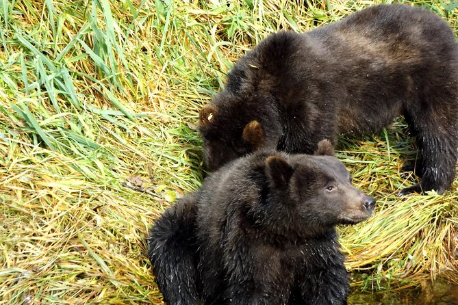 Chichagof Island Tour: Brown Bear Search - What Travelers Say: Authentic Voices