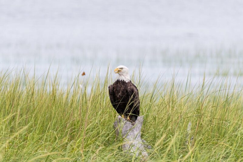 Day Trip from Boston: Guided Nature Walk at Crane Estate - The Value and Cost Analysis