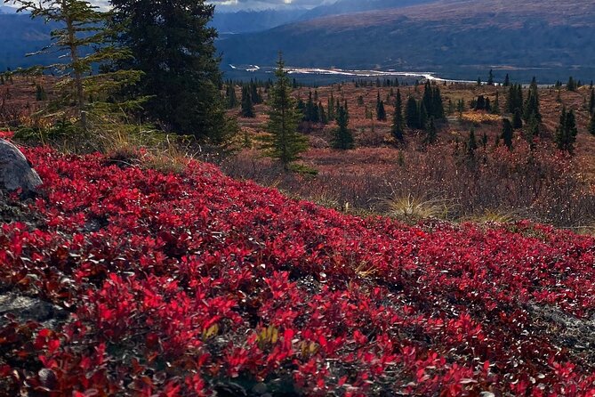 Denali National Park Walking Tour - Participant Requirements