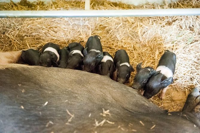 Discover Montepulciano: Cinta Senese Pigs, Lunch & Wine in a Farm - Traveler Reviews and Ratings