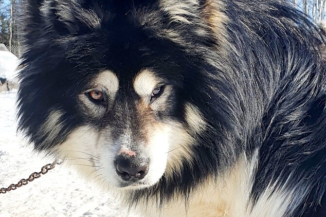 Dog Sled Adventure - Duration and Group Size