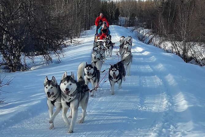 Dogsledding, Near Akureyri - Cuddling Time With the Dogs
