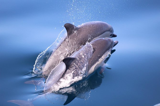 Dolphin and Whale Watching Sunset Cruise - Wildlife Sightings and Expectations