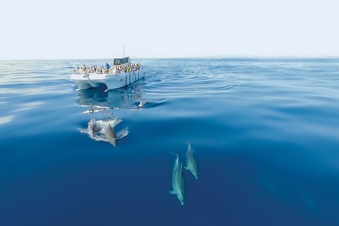 Dolphin Watching and Cave Boat Cruise Review - Positive Guest Experiences