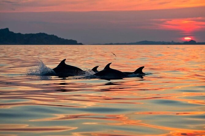 Dolphin Watching Boat Excursion to Figarolo Island From Olbia - Learning From the Expert Marine Biologist Guide
