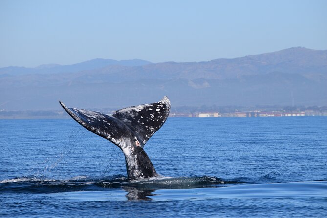 Dolphin & Whale Watching - Pricing and Booking Information