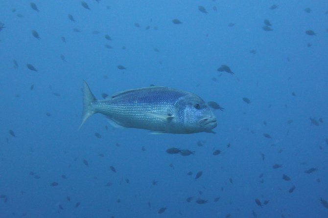 Double Dive in the Capo Carbonara Marine Protected Area, for Patents. - Details on Dive Safety and Restrictions