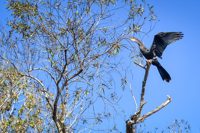 Everglades Guided Kayak Tour - Wildlife Sightings