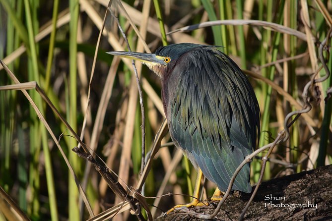 Everglades Kayak Safari Adventure Through Mangrove Tunnels - Kayaking Equipment and Amenities