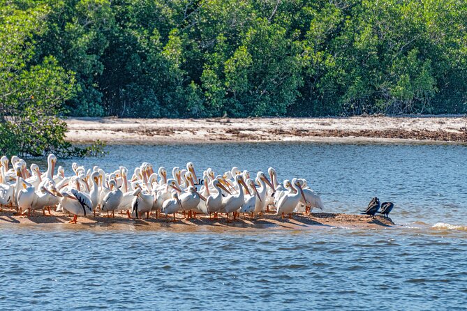 Everglades National Park Boat Tour - Traveler Reviews and Feedback