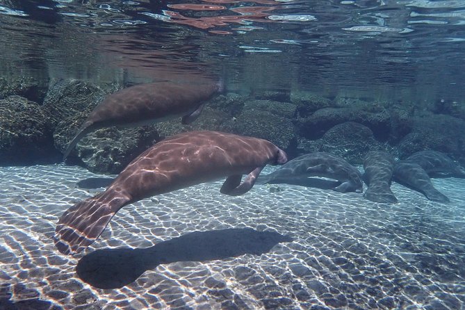 Exclusive Small Group VIP Heated Manatee Snorkel Tour - Final Thoughts