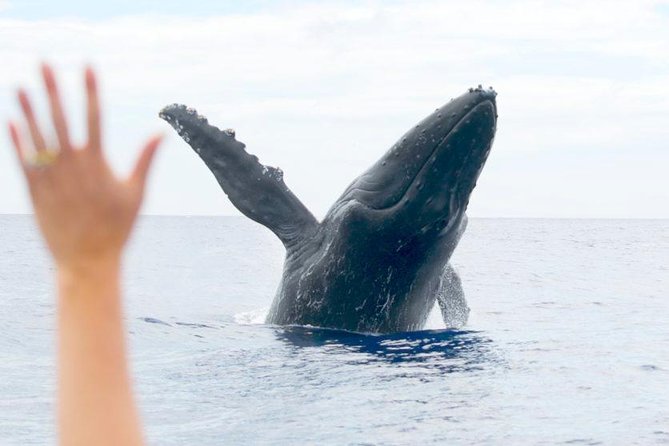 Eye-Level Whale Watching Eco-Raft Tour from Lahaina - The Crew and Customer Service