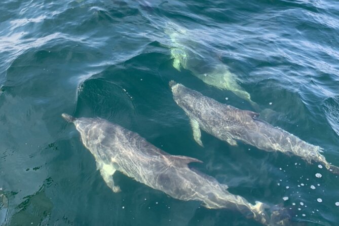 Frisky Mermaid Dolphin + Scenic Bay Sightseeing Tour - FAQs