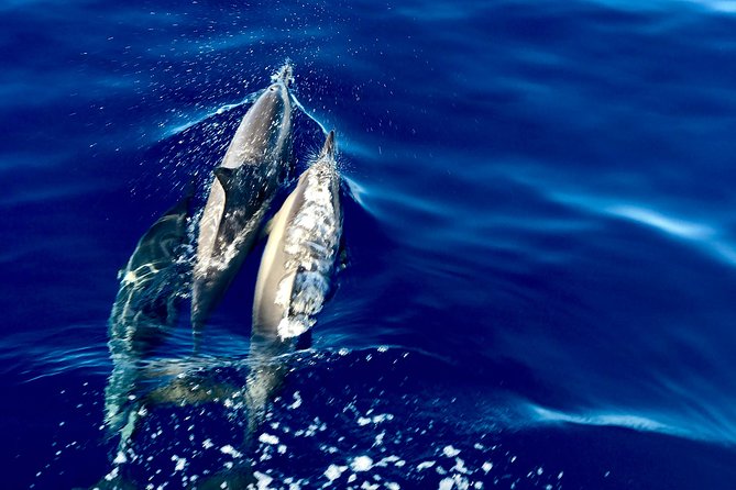 From Maalaea: AM Turtle Town Snorkel Aboard Quicksilver - Booking Information and Pricing