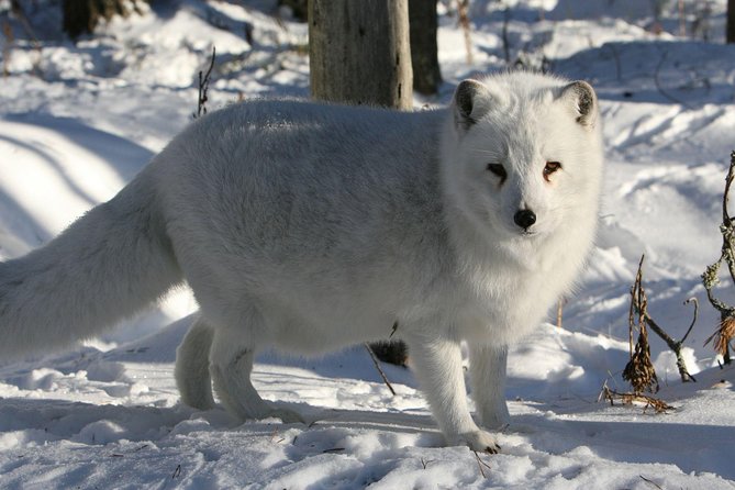 Full Day Lapland Tour, Including Lunch and Dinner - Participant Requirements and Restrictions