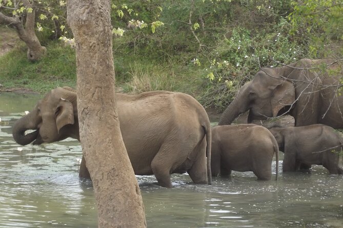Full Day Safari ( The Best for Leopards ) in Yala - The Sum Up