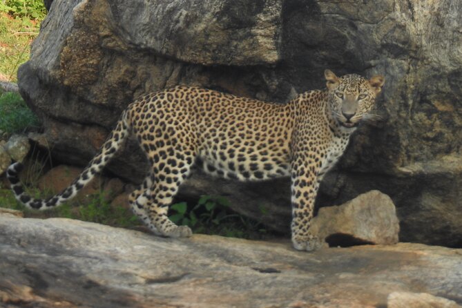 Full Day Safari Tour in Yala National Park - The Value of Small Groups and Personalized Service