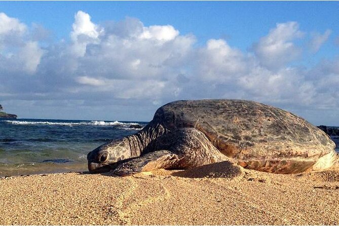 FUV Self Guided Island Adventure Tour - Tips for a Smooth Adventure