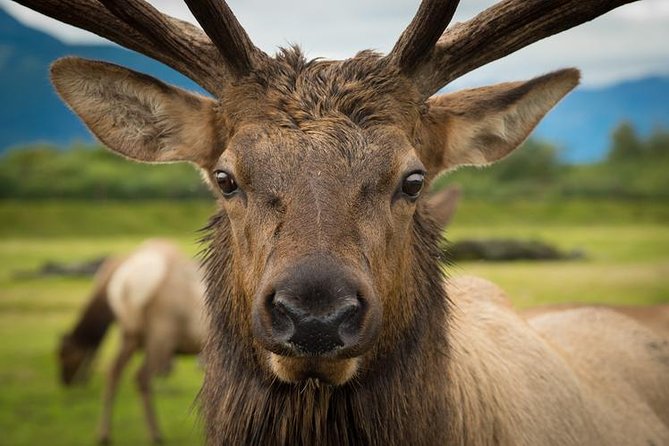 Glacier & Wildlife Discovery Tour - Positive Guest Experiences