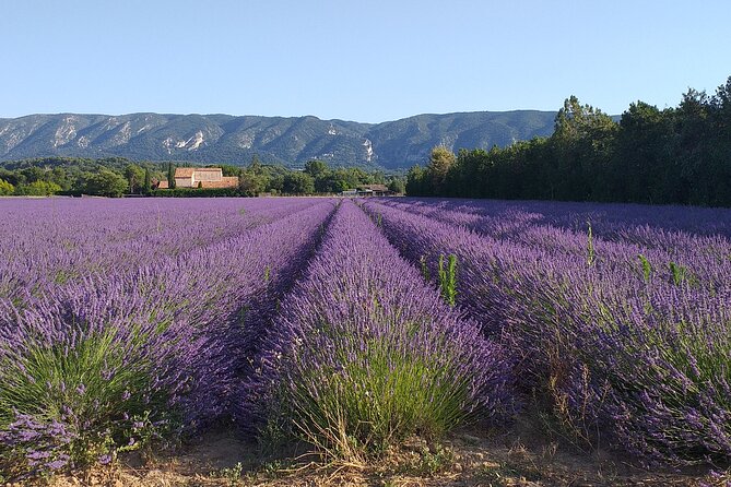 Gordes, Roussillon(+ Ochre Trail) & Fontaine De Vaucluse - Traveler Testimonials