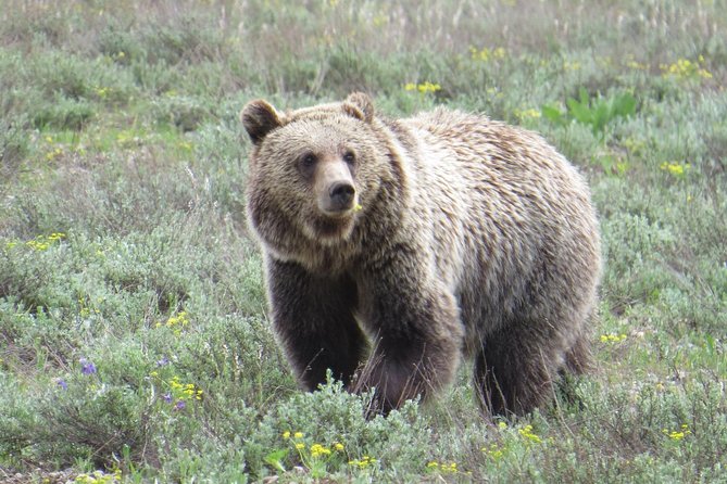 Grand Teton National Park - Full-Day Guided Tour from Jackson Hole - Final Thoughts