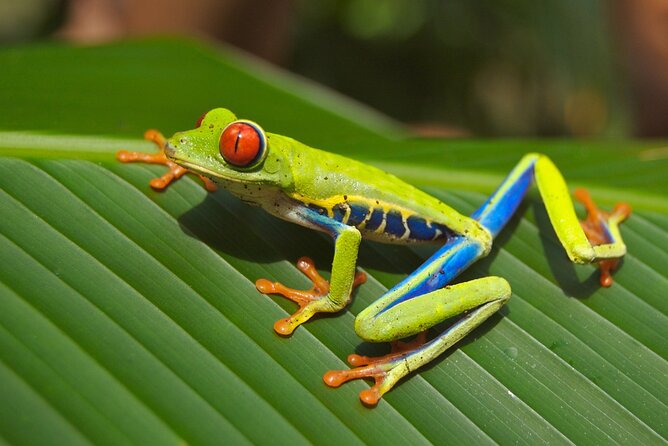 Guanacaste Rainforest Safari With Meal - Cancellation Policy and Reviews