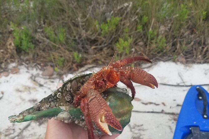 Guided Kayak EcoTour of Beautiful Shell Key Preserve - Frequently Asked Questions