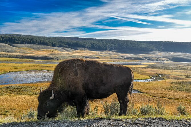 Guided Lower Loop of Yellowstone from Cody, WY - Final Thoughts