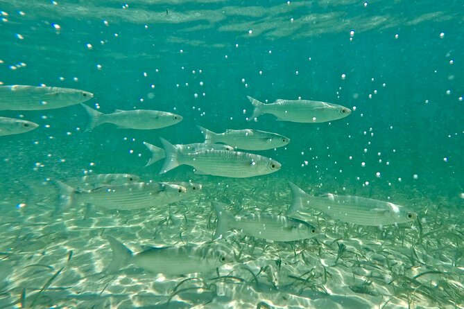Guided Snorkel Experience, Free Videos in West Palm Beach - Snorkeling Fundamentals for Beginners