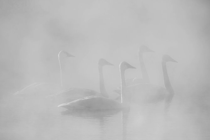 Half-Day Grand Teton Wildlife Private Safari Tour - Wildlife Spotting Opportunities