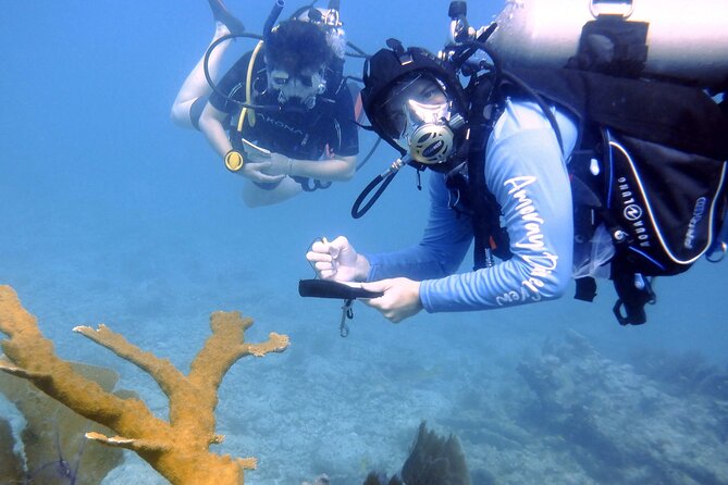 Half-Day Small-Group 2-Tank Scuba Dive in Key Largo (CERTIFIED DIVERS ONLY) - Top Reasons to Book