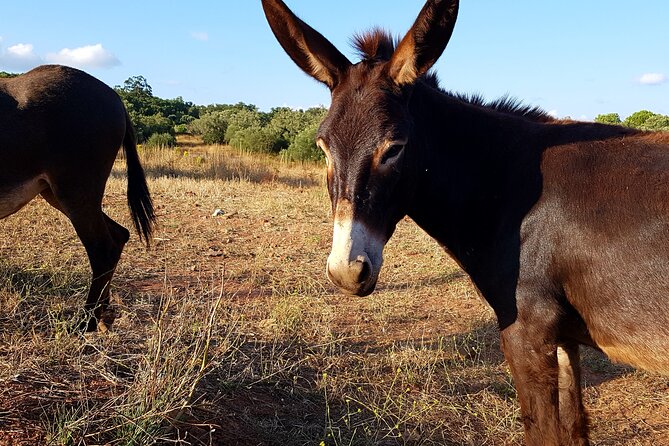 Half-Day Small-Group E-Bike Tour of Rural Algarve With Lunch - Pricing and Group Size