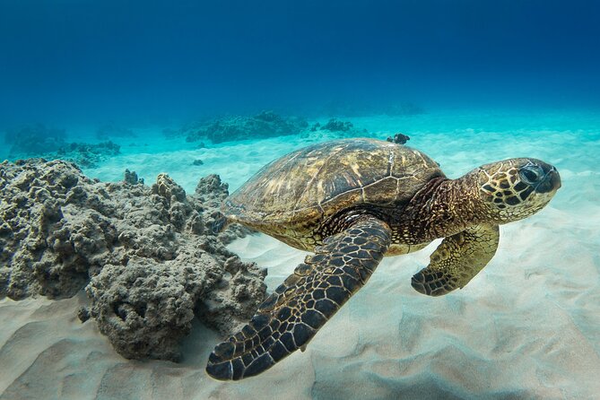 Hawaii Snorkeling With Turtles Boat Tour in Waikiki - Snorkeling With Turtles in Waikiki
