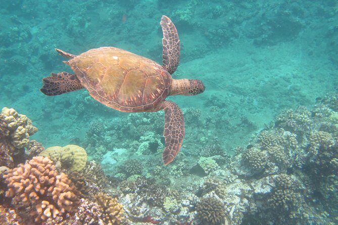 Hawaiian Canoe Sailing Experience in Maui - Final Thoughts: Who Will Love This Experience?
