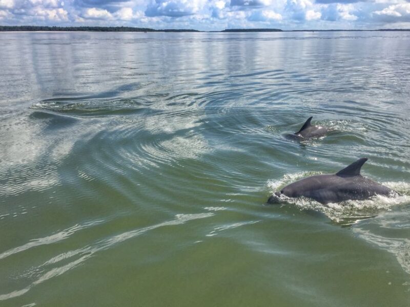 Hilton Head Island: Sunset Dolphin Watching Tour - FAQ: Your Practical Questions Answered