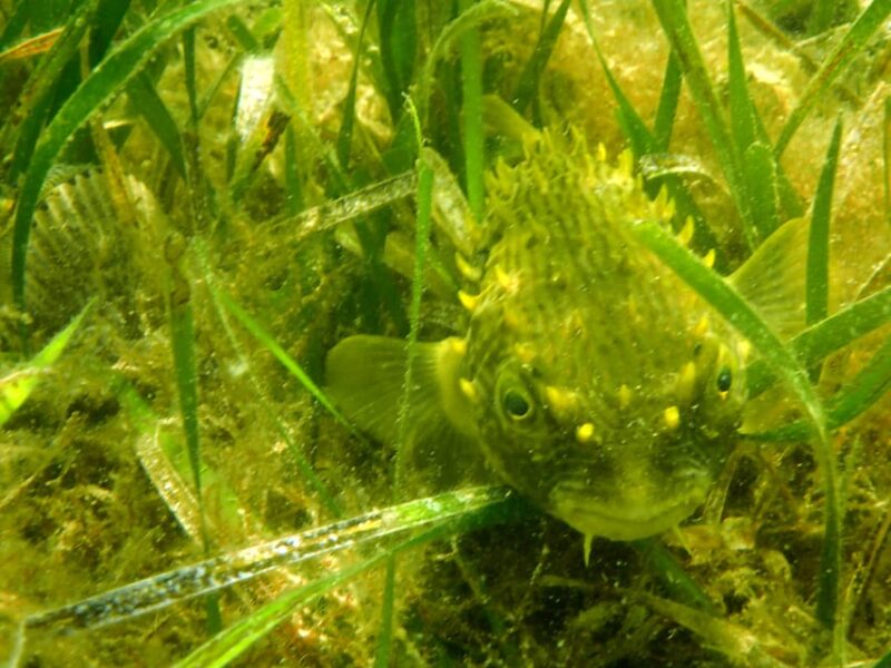 Homosassa: Snorkel & Scallop Hunt in Gulf of Mexico - The Sum Up