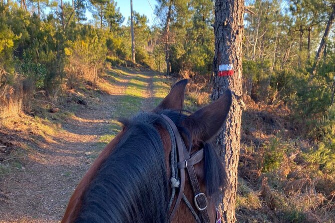 Horse Ride on the Coast of Monterosso Al Mare Cinque Terre - Horseback Riding for All Levels