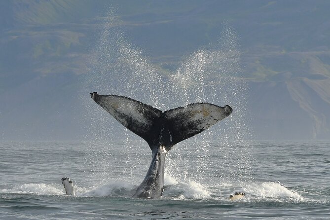 Húsavík Whale Watching Tour, family owned and operated - Who Will Love This Tour?