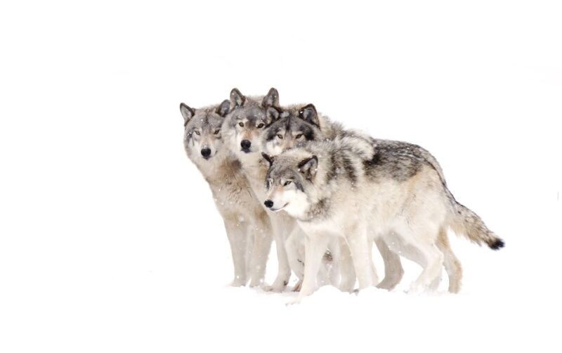Jackson: 4-Day Grand Teton & Yellowstone Winter Tour - The Sum Up