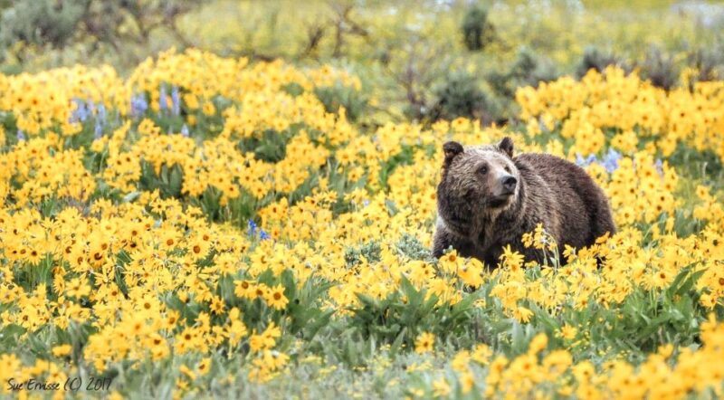 Jackson: Grand Teton National Park Guided Wildlife Tour - Final Thoughts